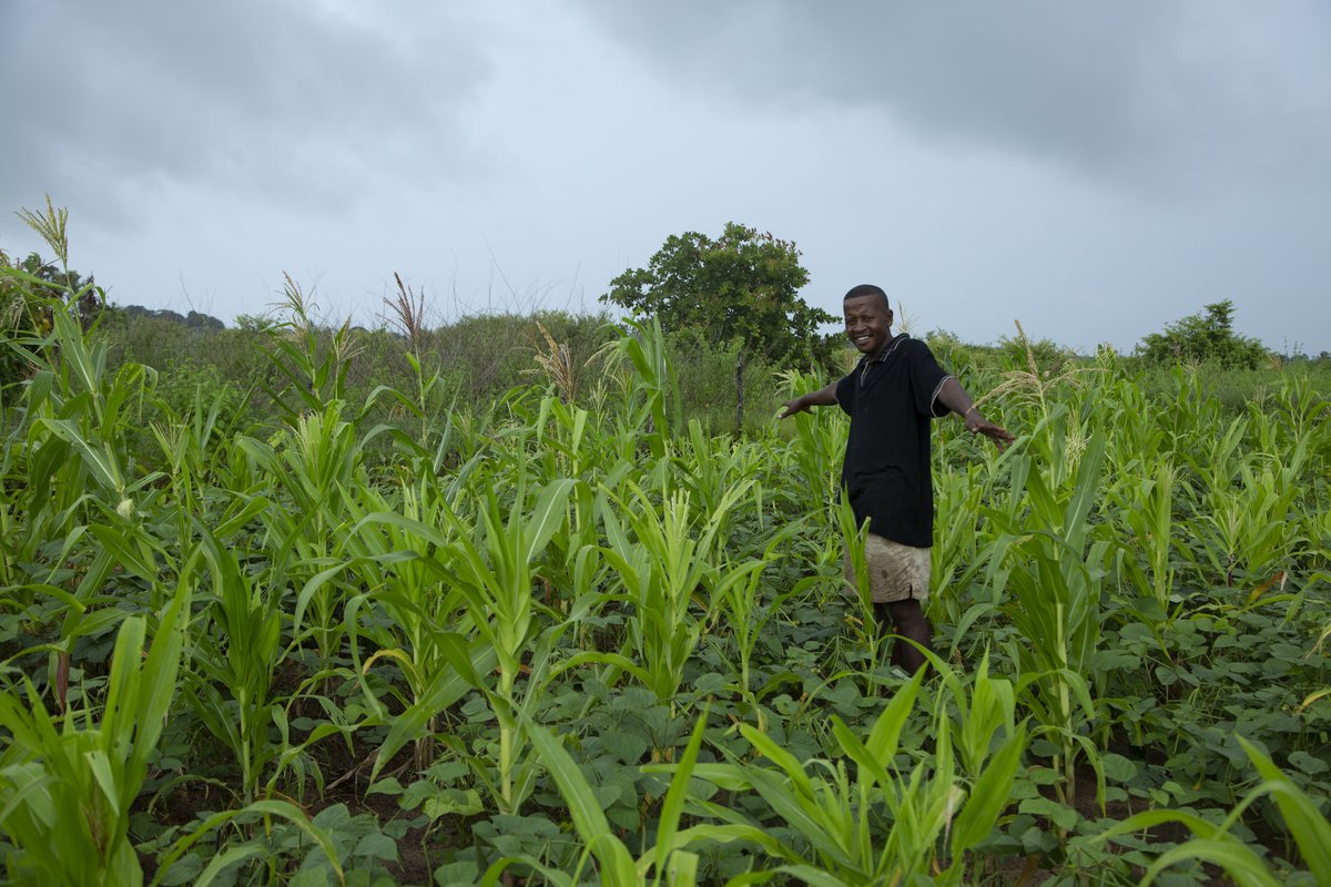 Association Maïs et Niébé