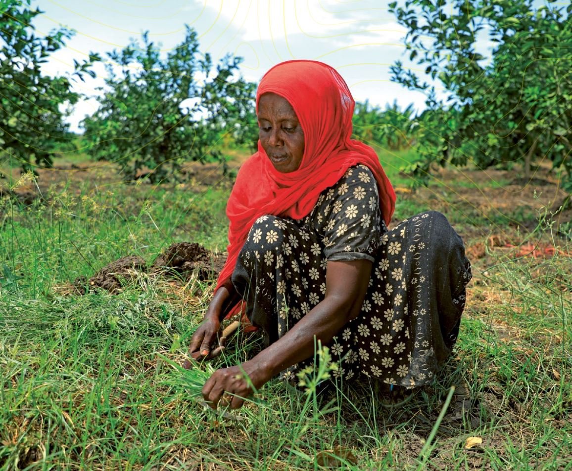 New ProSoil Publications